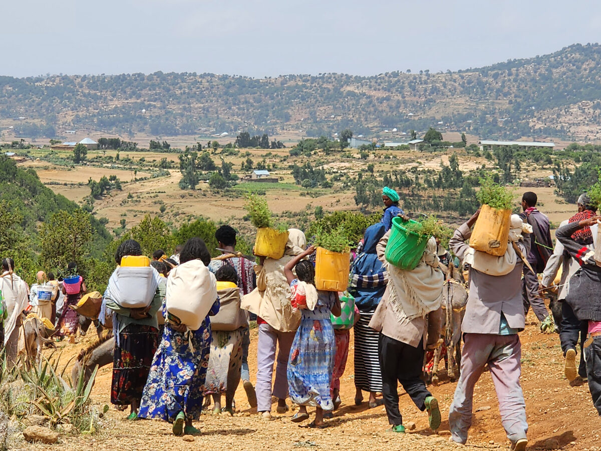 WeForest: Sustainable Reforestation Solutions