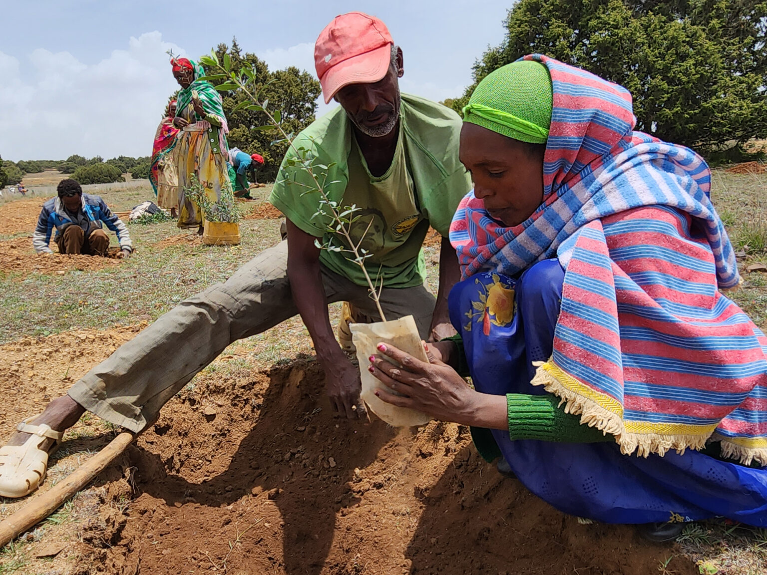 WeForest: Sustainable Reforestation Solutions