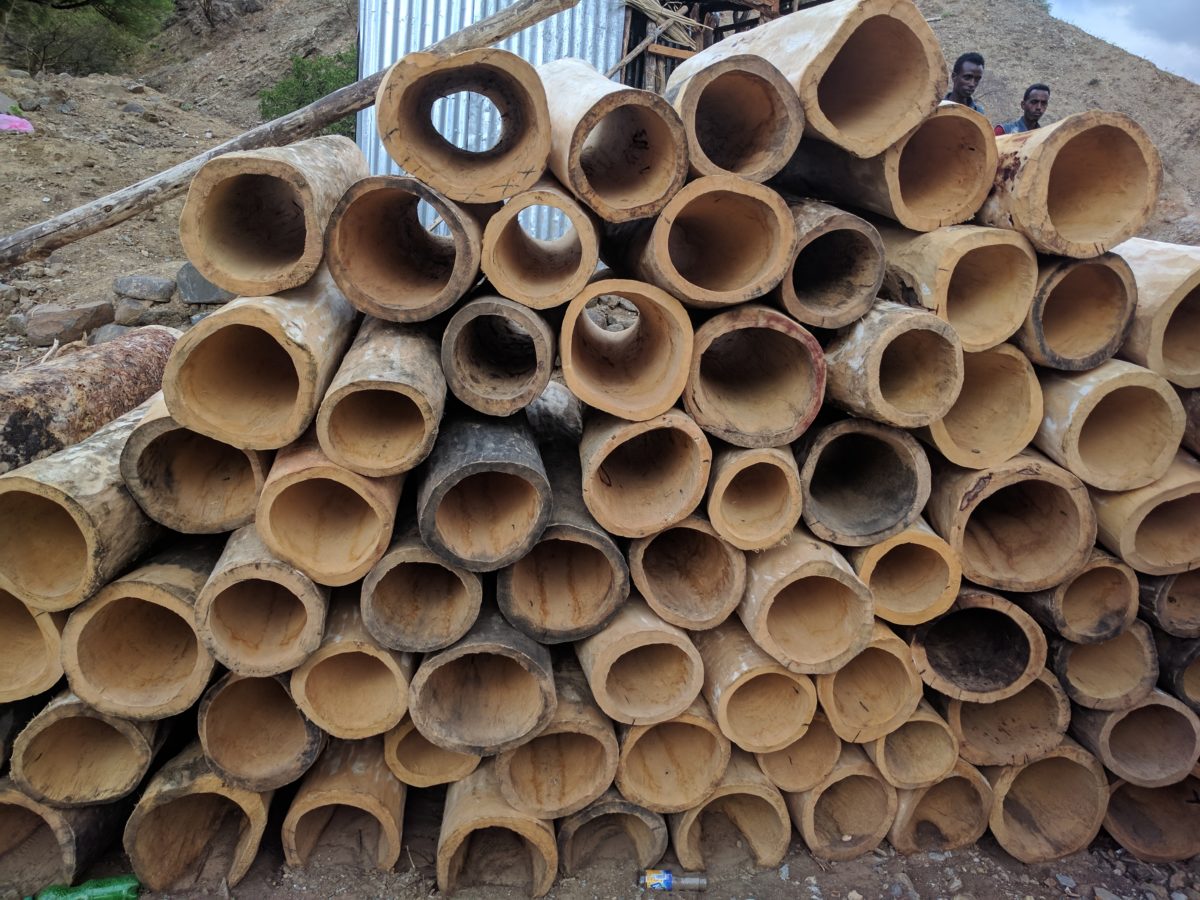 Unveiling the Dragon Tree: WeForest's Fascination